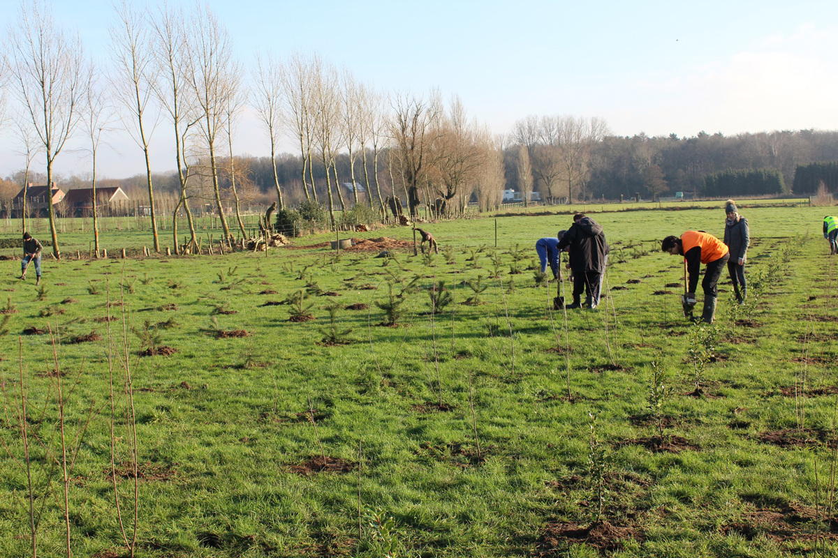 Bosteller.be - Verhalen, Groenhovebos